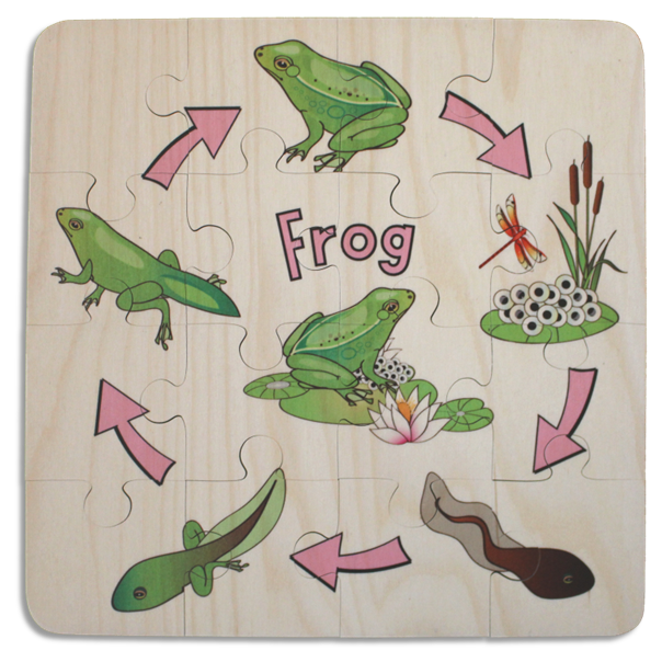 Frog Life Cycle puzzle – Kiwi Made Toys