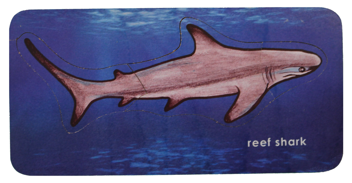 Wooden Reef Shark Puzzle – Kiwi Made Toys