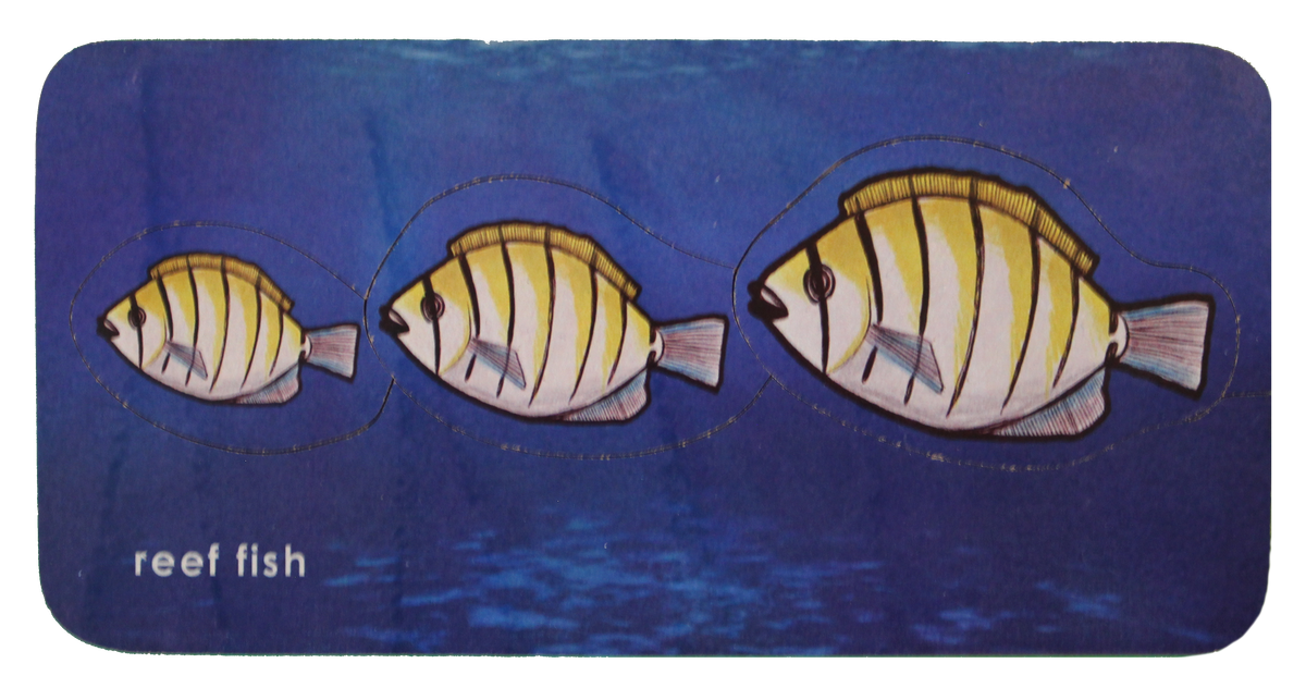 Wooden Reef Fish Seriation Puzzle – Kiwi Made Toys